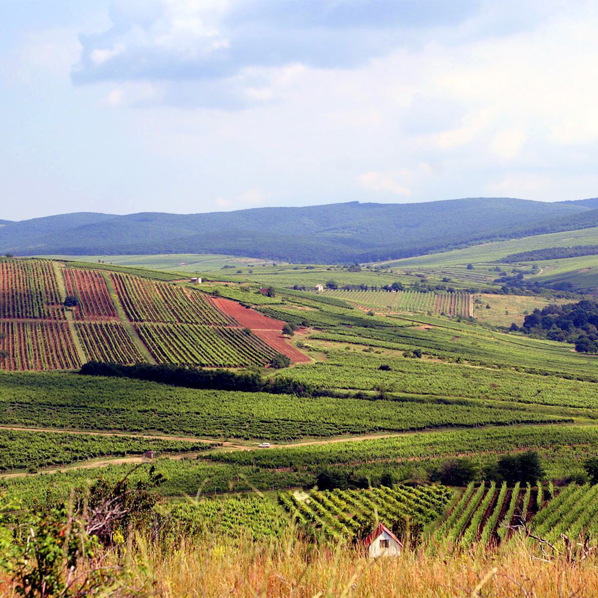 Ca'Marcanda Promis Toscana IGP | Wine | Wilson Daniels