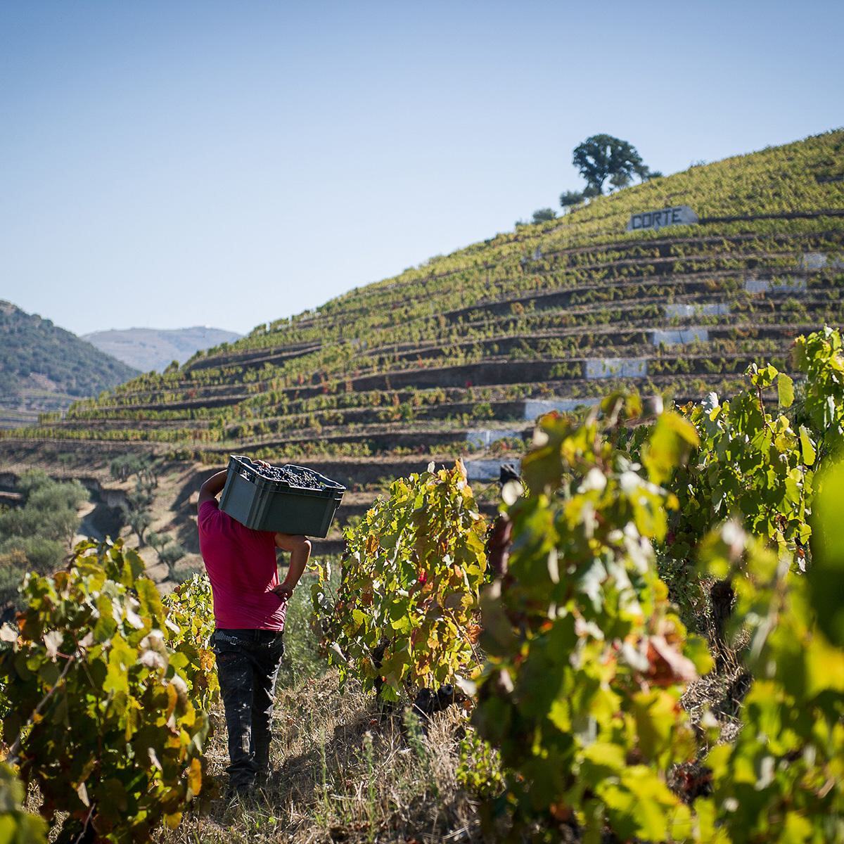 Quinta da Corte